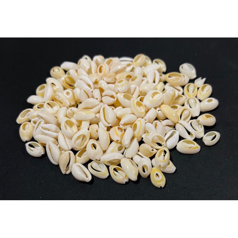 Seashell/ Kuyung Burie/ Siput Burie | Shopee Malaysia