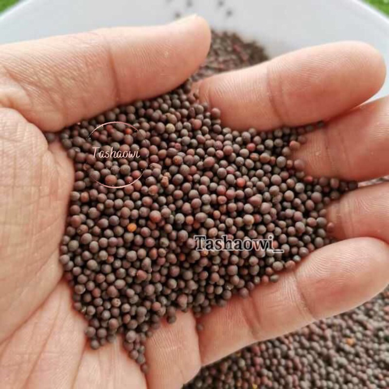 🔥 READY STOCK 🔥 Biji Sawi 100G - 300 G | Shopee Malaysia