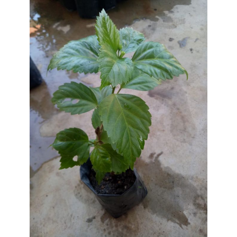Anak Pokok Bunga Raya Maroon Berlapis-Lapis Dalam Polybag. | Shopee ...