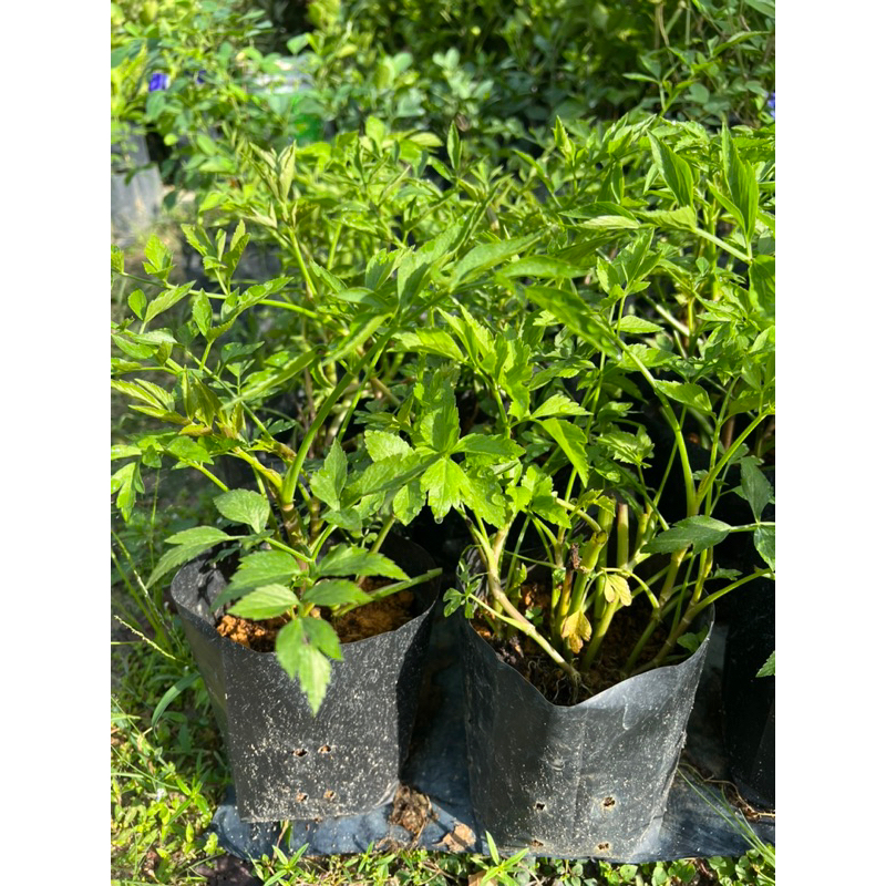 Daun Selom : Ulam-Ulaman : Oenanthe javanica | Shopee Malaysia