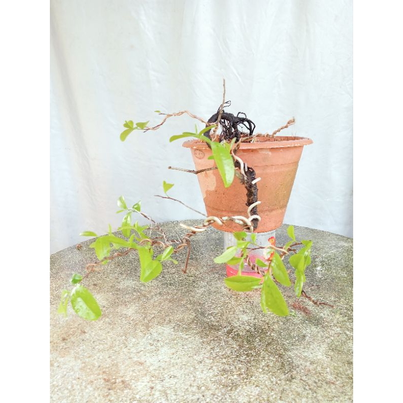 maba buxifolia bonsai tree, pokok maba (kayu hitam) 象牙木 | Shopee Malaysia