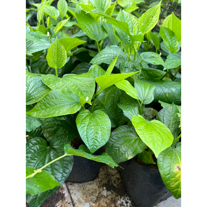 Daun Kaduk : Piper Sarmentosum : Daun Miang Kam | Shopee Malaysia
