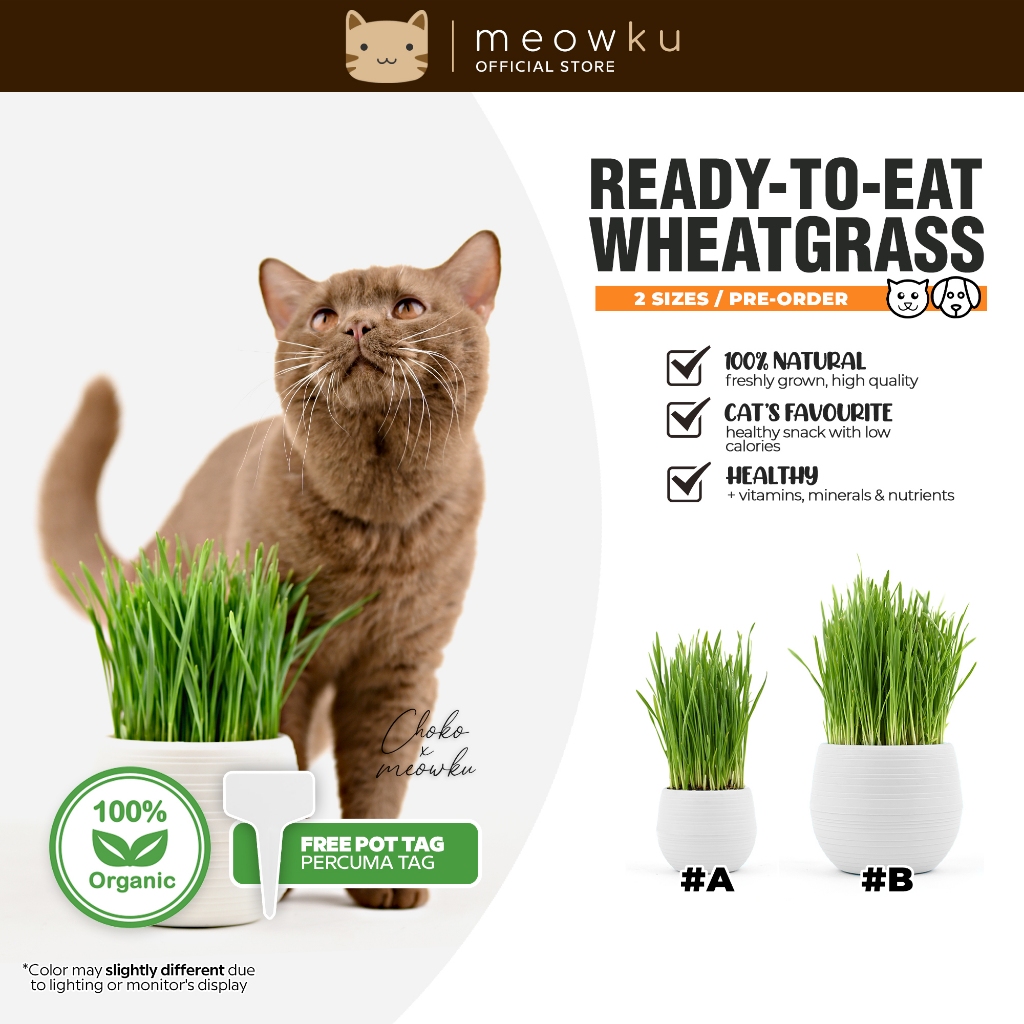 READY TO EAT 🐱 Premium Grade Organic Grown Wheatgrass Rumput Kucing ...