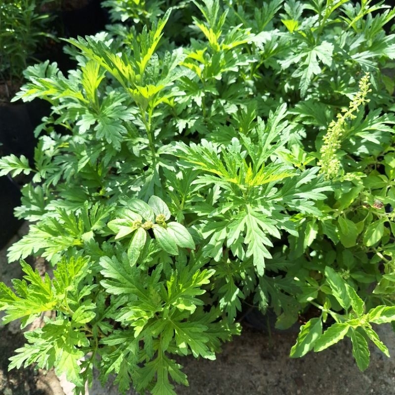 Pokok Artemisia Argyi / Wormwood Herba | Shopee Malaysia