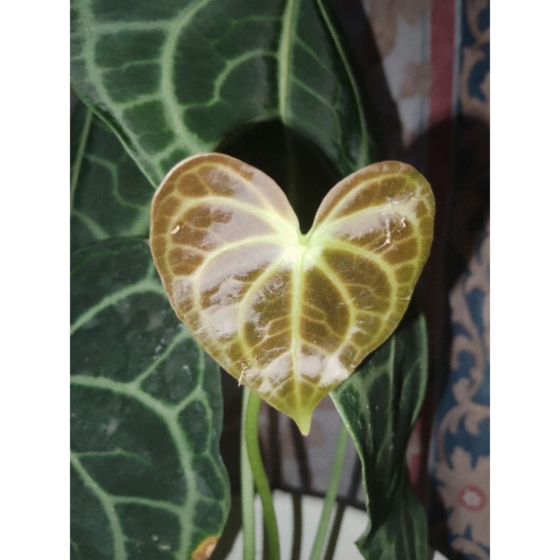 Anthurium Clarinervium Matuda Dark form | Shopee Malaysia