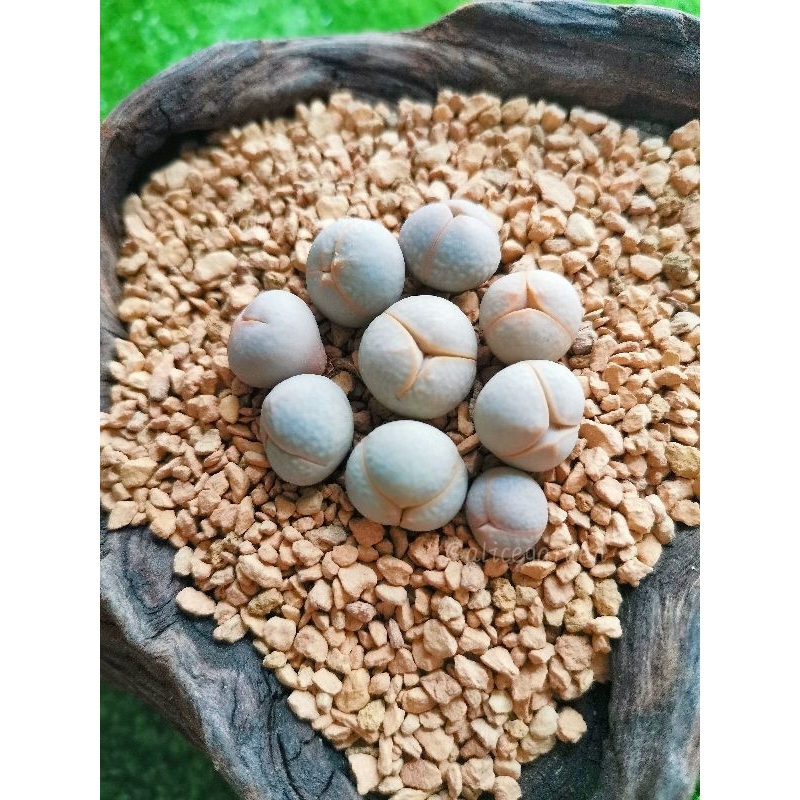 Golf benz lithops conophytum 高尔夫奔驰 | Shopee Malaysia