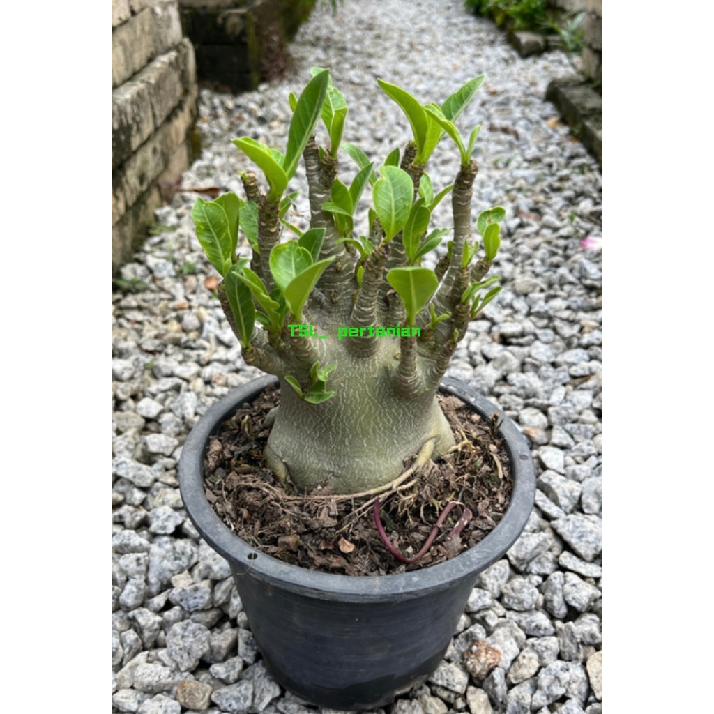 ( Arabicum ) Pokok Bunga Kemboja Ready Stock / Adenium Real Live Plant ...