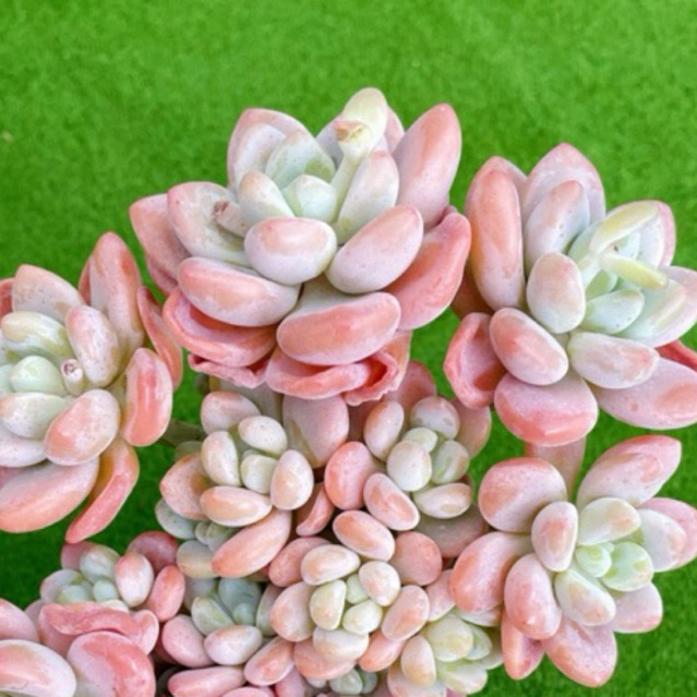 Import Succulent- 红洛神老桩群生10-11cm Graptosedum Red miul (Super Quality ...