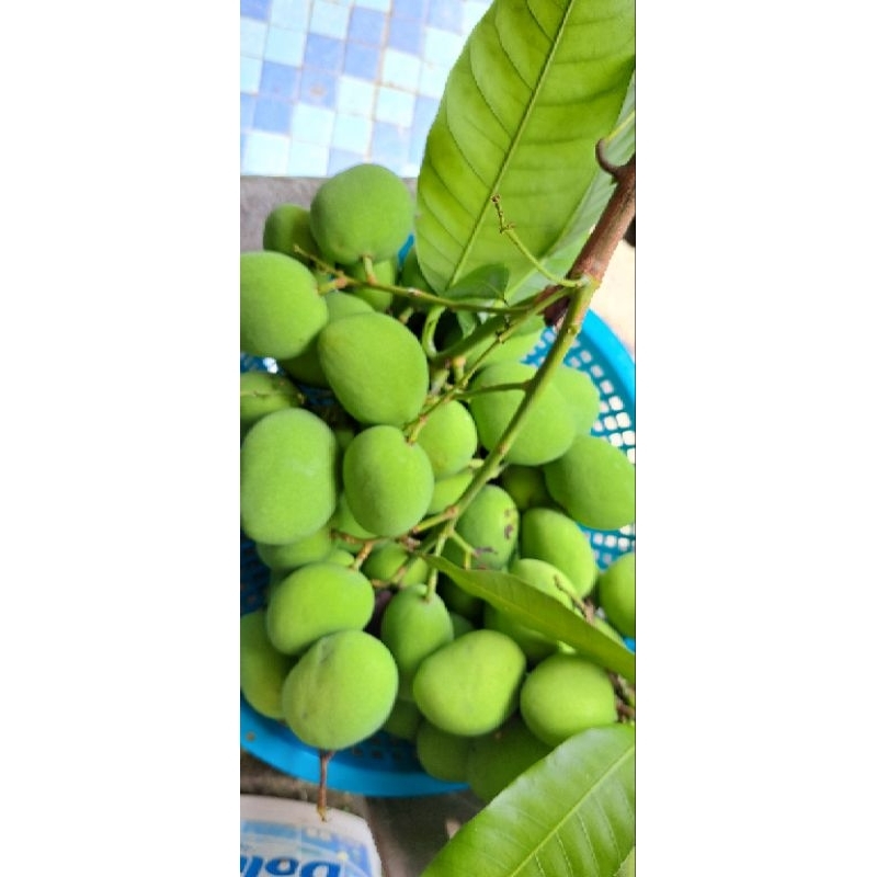 Buah mangga telur muda/mangga colek 💥Ready Stock💥 | Shopee Malaysia