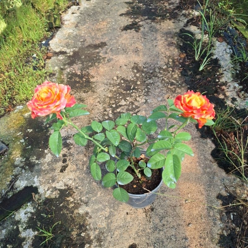 Bunga Rose Kampung Tahan panas / dekorasi bunga/ pokok hidup | Shopee Malaysia