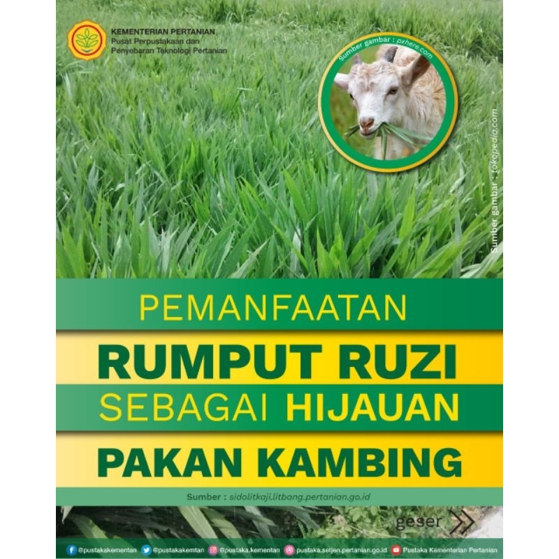 benih rumput ruzi ternakan | Shopee Malaysia