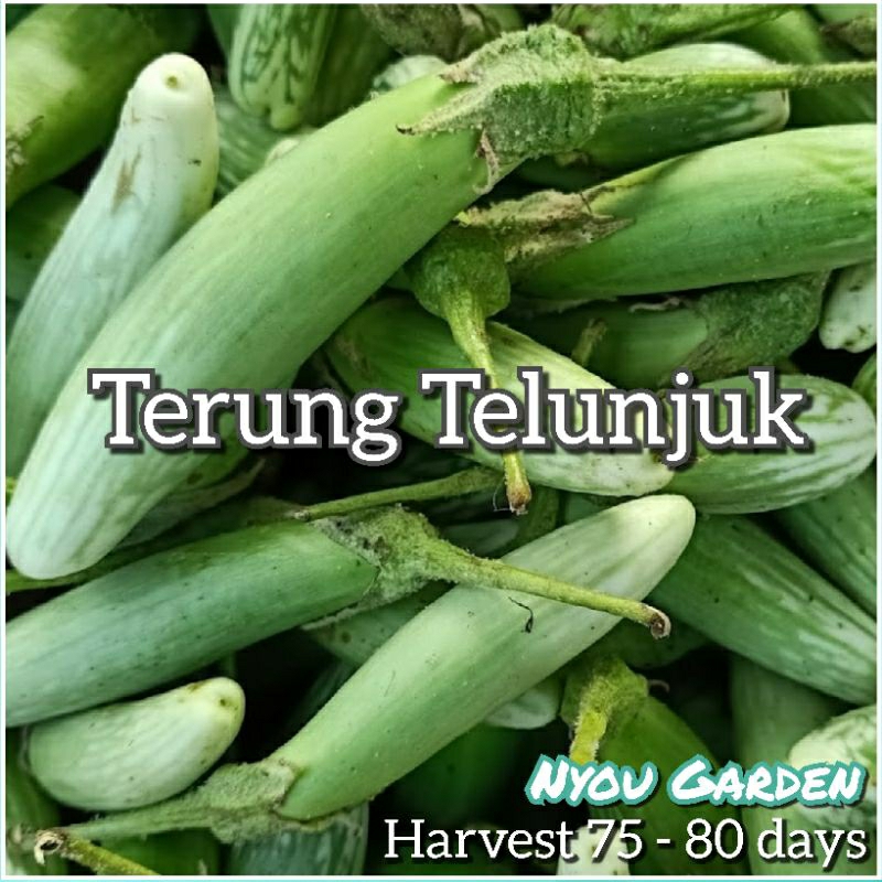 Biji Benih Terung Telunjuk 50 biji, Terung Ulam, Terung Pipit, Terung ...