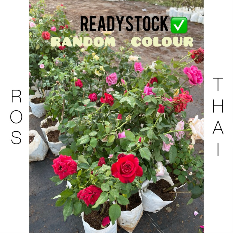 pokok bunga ros thai / harum wangi / mudah berbunga / random colour ...