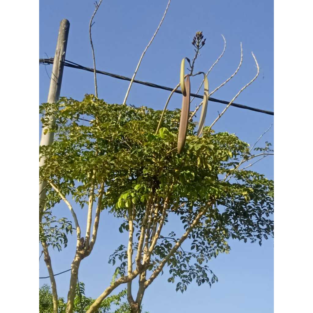 ANAK POKOK BEKO - ULAM PAHIT UNTUK KURANGKAN DARAH TINGGI | Shopee Malaysia