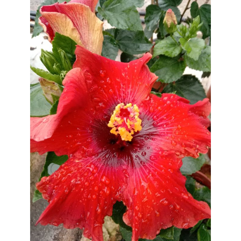 🔥🔥Bunga Raya Hybrid No.43🔥🔥 | Shopee Malaysia