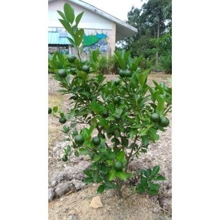 Pokok limau kasturi berbuah besar tut-RN Agro | Shopee Malaysia