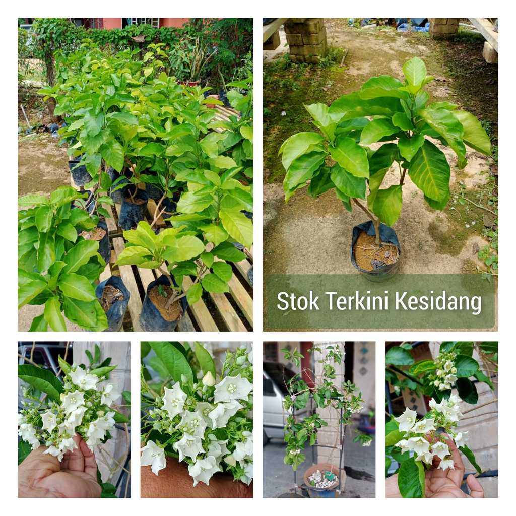 Kesidang Sewangi Pandan / Pokok Bunga Kerak Nasi Sangat Harum, bunga puteh | Shopee Malaysia
