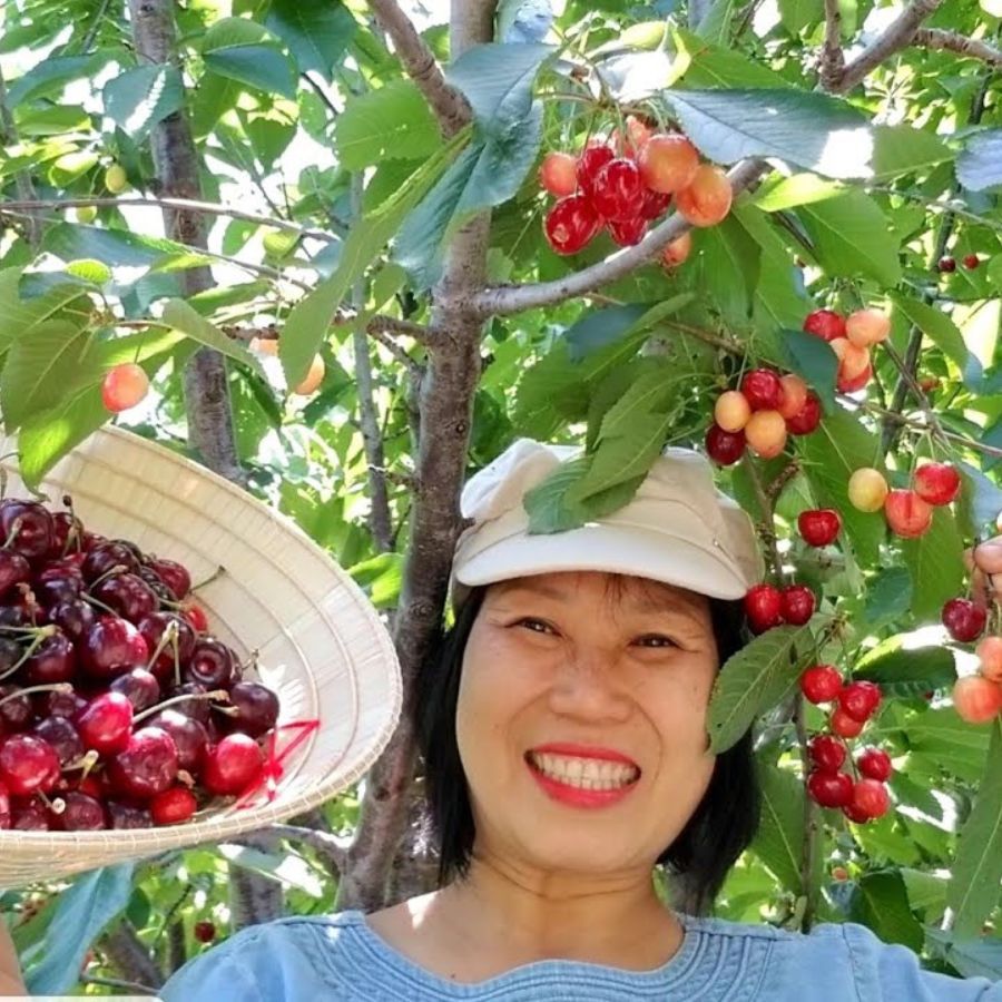 Anak Pokok Cherry Merah yang sangat jarang ditemui kini boleh didapati ...