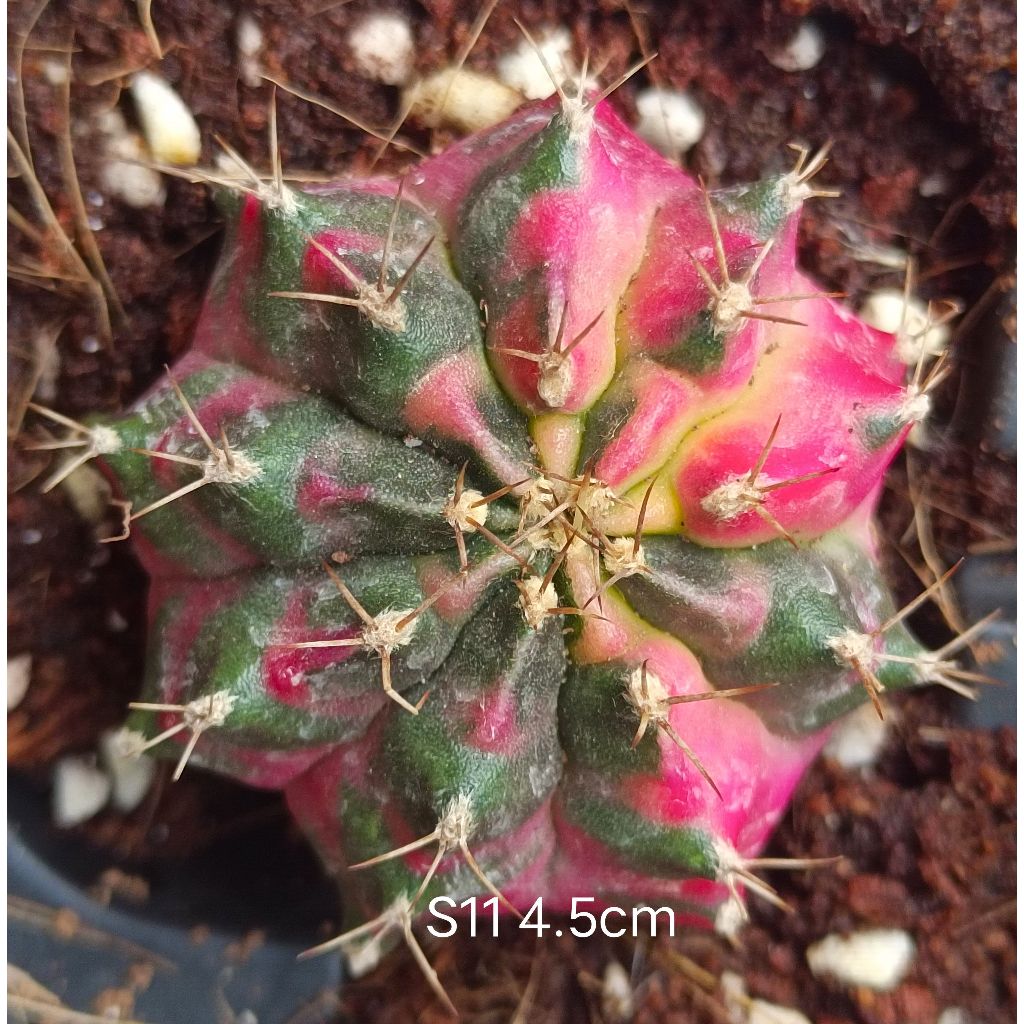 CACTUS GYMNOCALYCIUM ID SUNSET (OFFSETS FROM LANDED MOTHER PLANT) | Shopee Malaysia