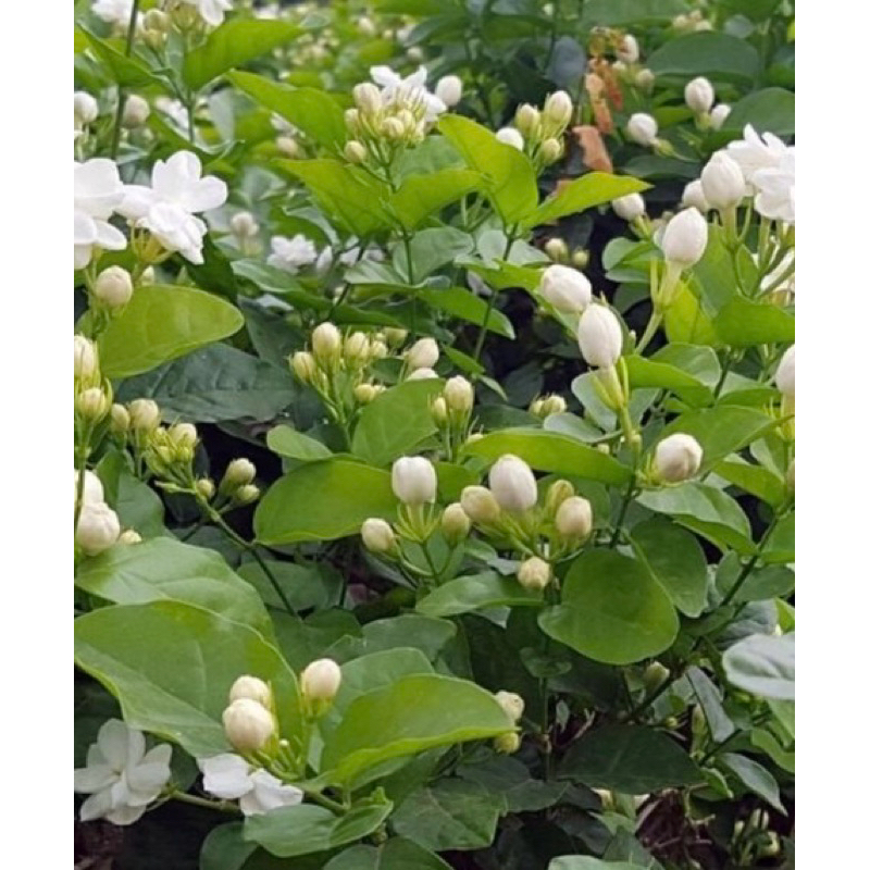 双辦苿莉花 in polybag Real Plants double layers Fragrant Jasmine Plant Pokok ...