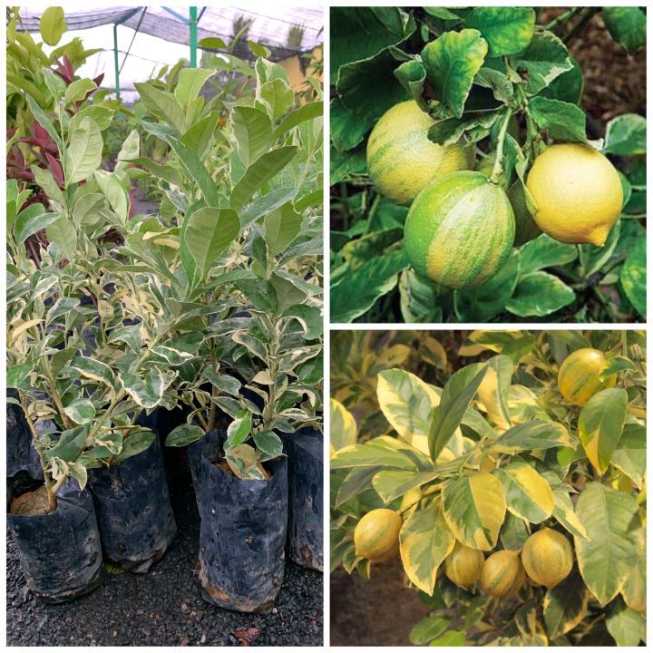 Anak Pokok Lemon Batik / Variegated Le / mon Plant Sapling pokok lemon ...