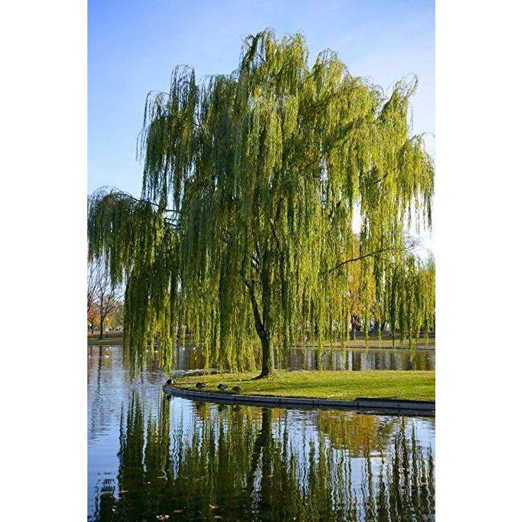 Anak Pokok Pokok Janda Merana / Weeping Willow / Salix Babylonica ...