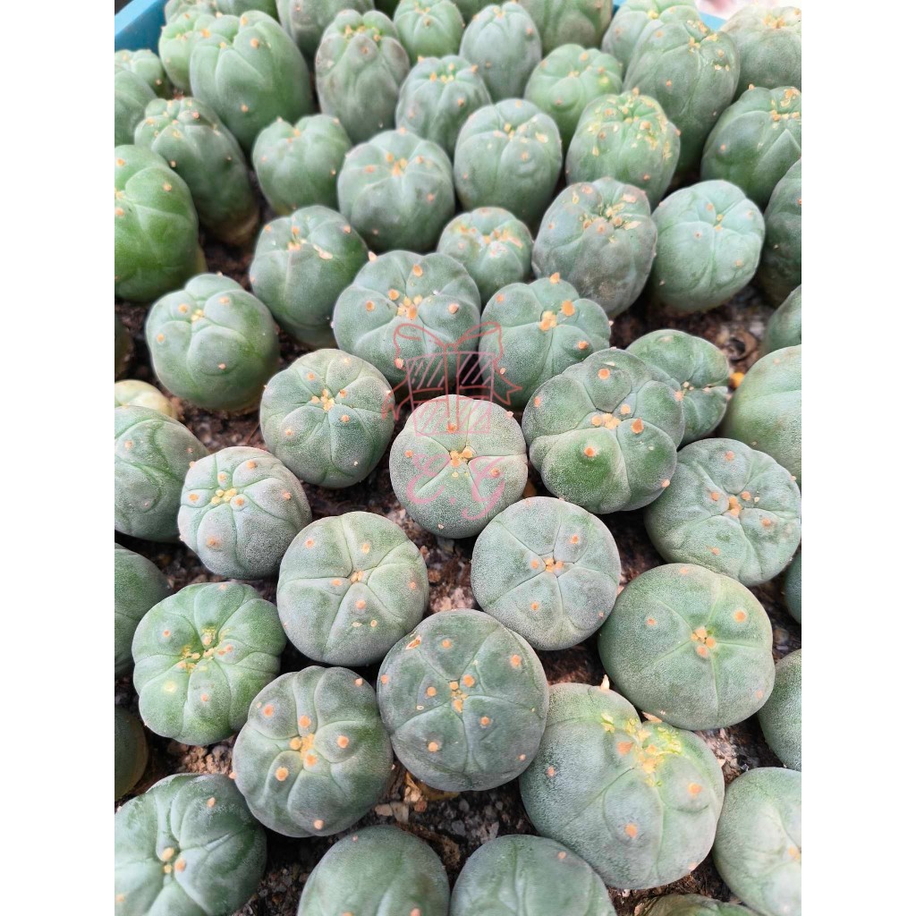Real Life Cactus,Random Cactus Kaktus实生仙人球仙人掌Lophophora fricii Iboasa ...