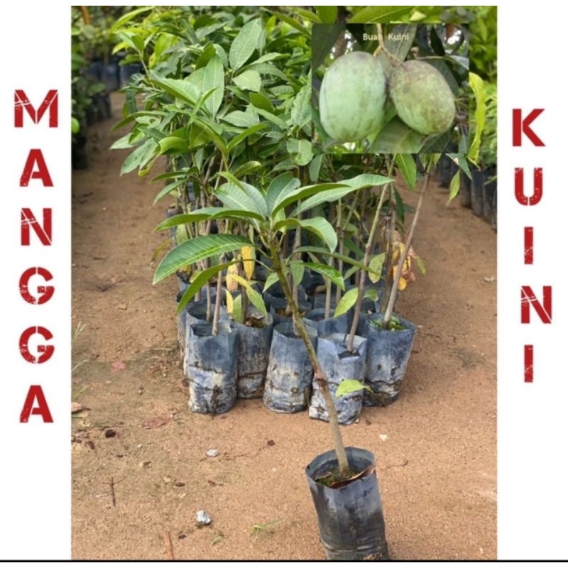 Pokok mangga kuini Thai (hybrid) pokok buah mangga kuini Thai cepat ...
