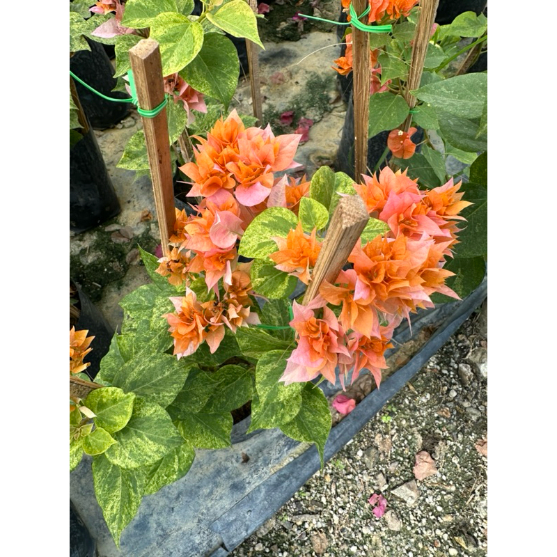 Bunga Kertas ID Snow Mahara Oren | Shopee Malaysia