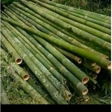 BULUH PANCANG BULAT 6 KAKI | Shopee Malaysia