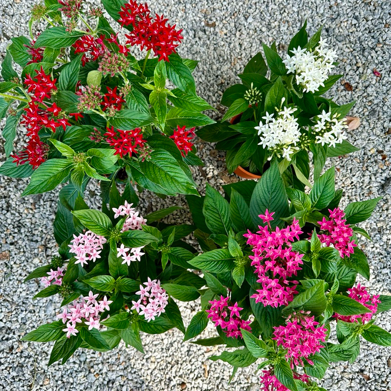 🔥OUTDOOR🔥 PENTAS TREE / Lucky Star / Egyptian Star Cluster / Pentas ...
