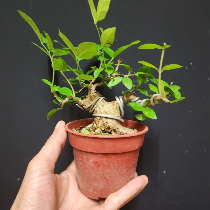 bonsai jeliti sui mei 水梅 stok training | Shopee Malaysia