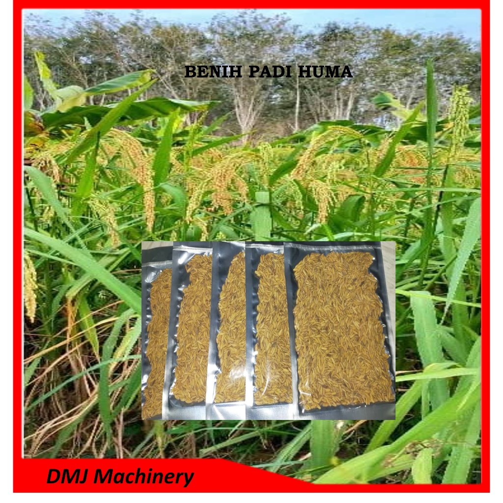 100 Gram Benih Padi Huma Padi Bukit Benih Pulut Hitam Benih Padi Huma ...
