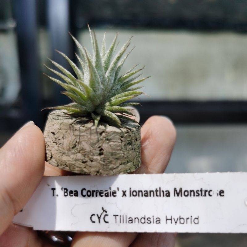 Air Plants - Tillandsia Bea Correale x Ionantha Crested (CYC) 空气凤梨BC x ...