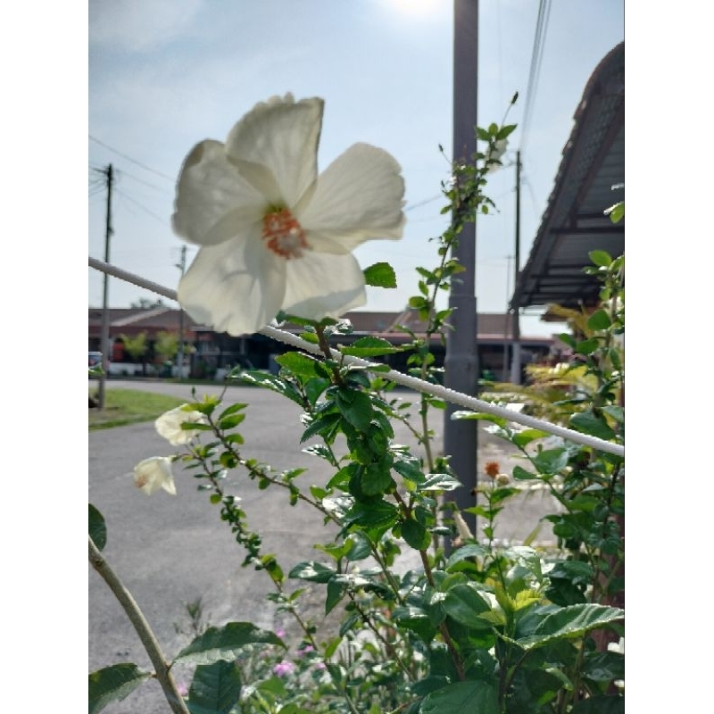 Pokok bunga raya putih dalam polibag | Shopee Malaysia