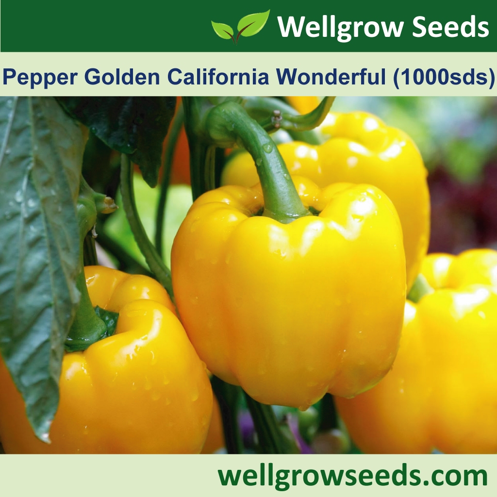 Pepper Golden California Wonderful (1000sds) 金加州灯笼椒 Bell Pepper ...