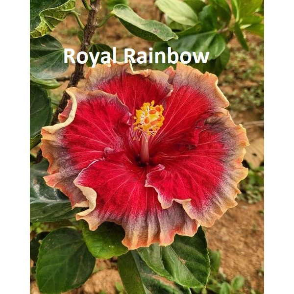 Anak Pokok Bunga Raya/Hibiscus Hibrid/Hybrid Impot Season 4 | Shopee ...