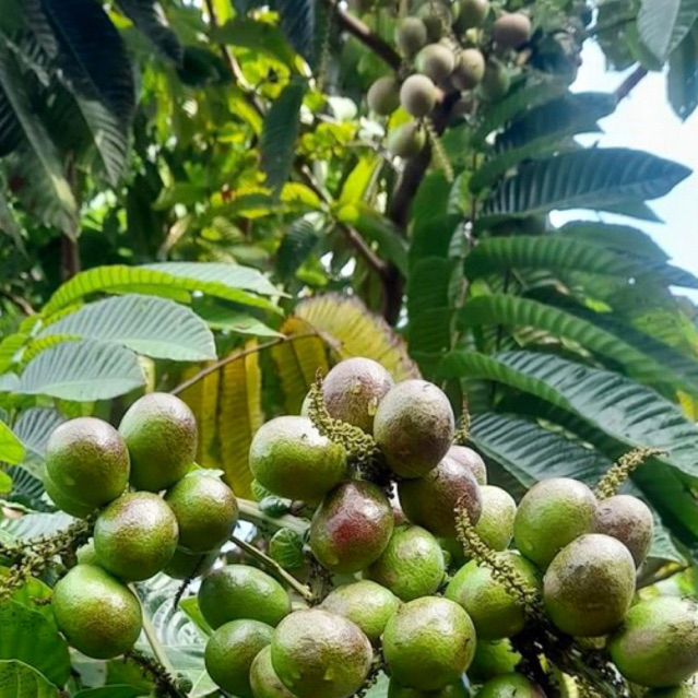 Baja Buah Longan Brazil Matoa 1kg | Shopee Malaysia