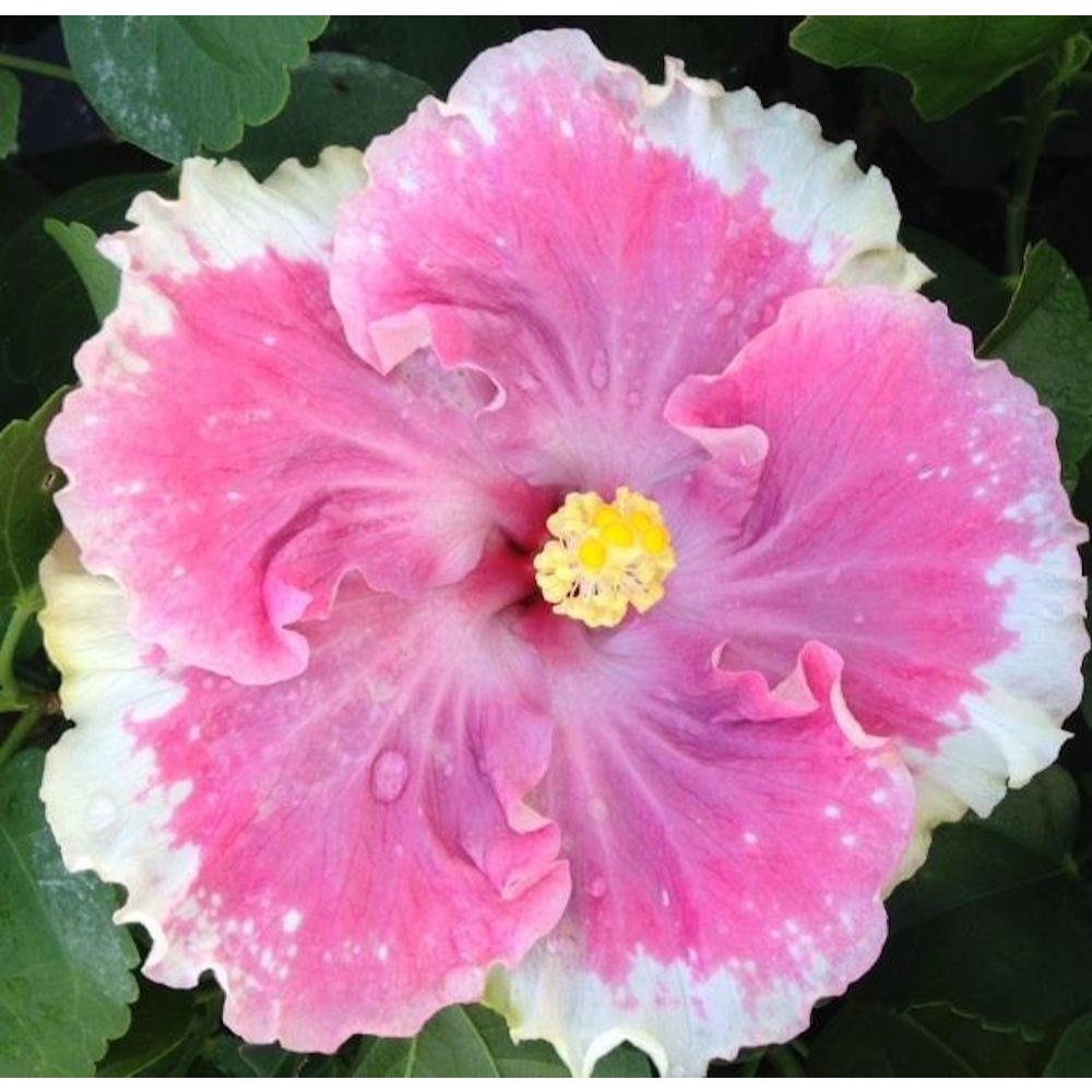 Anak Pokok Bunga Raya/Hibiscus Hibrid/Hybrid Impot All Season | Shopee ...