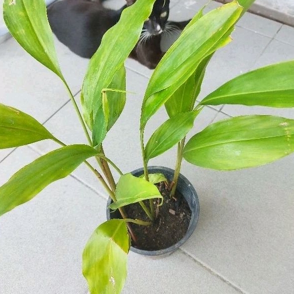 Anak Serai Acheh (Elettariopsis Triloba) | Shopee Malaysia