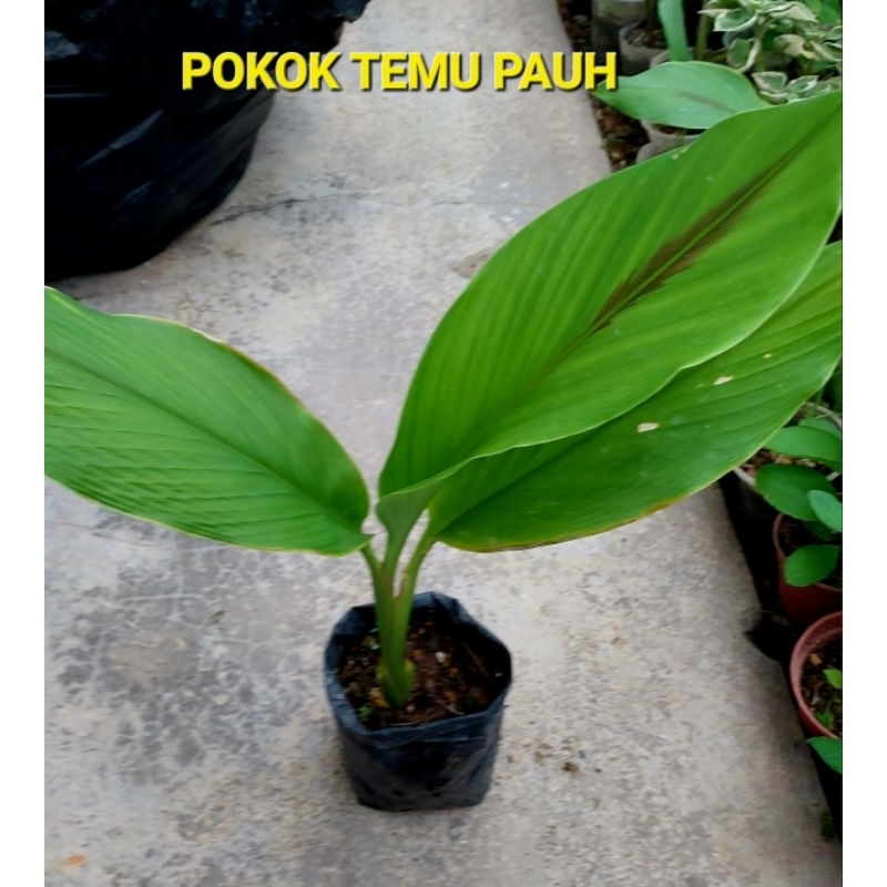 Anak pokok temu pauh/ pokok temu mangga | Shopee Malaysia
