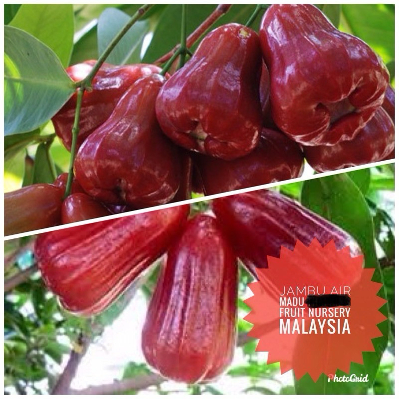 Anak pokok jambu air madu/loceng hybrid-Fruit Nursery Malaysia | Shopee ...