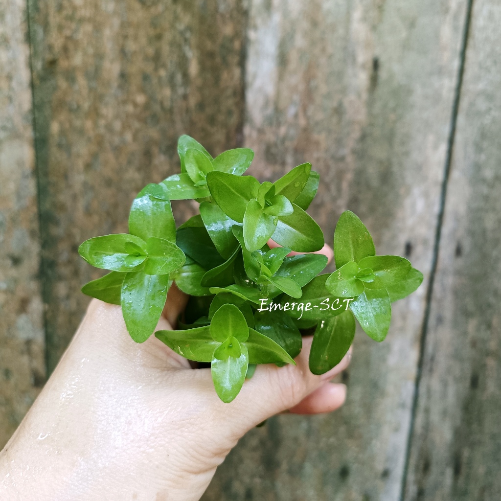 Bacopa Caroliniana Colorata(pink)粉红虎耳-Emerge水上叶/Aquatic plant/Tumbuhan ...