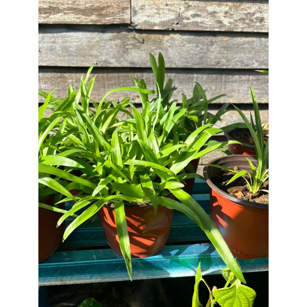 RUMPUT BEIJING ( Murdannia Loriformis ) | Shopee Malaysia