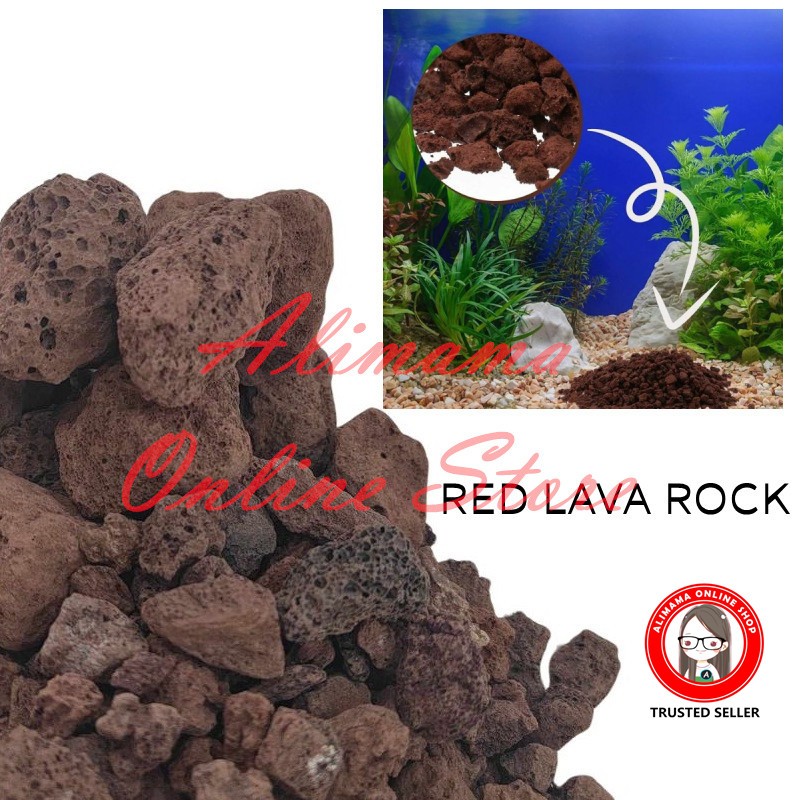 Red Lava Rock Batu Pasir MALANG Bio Filter Media Succulent Volcanic ...