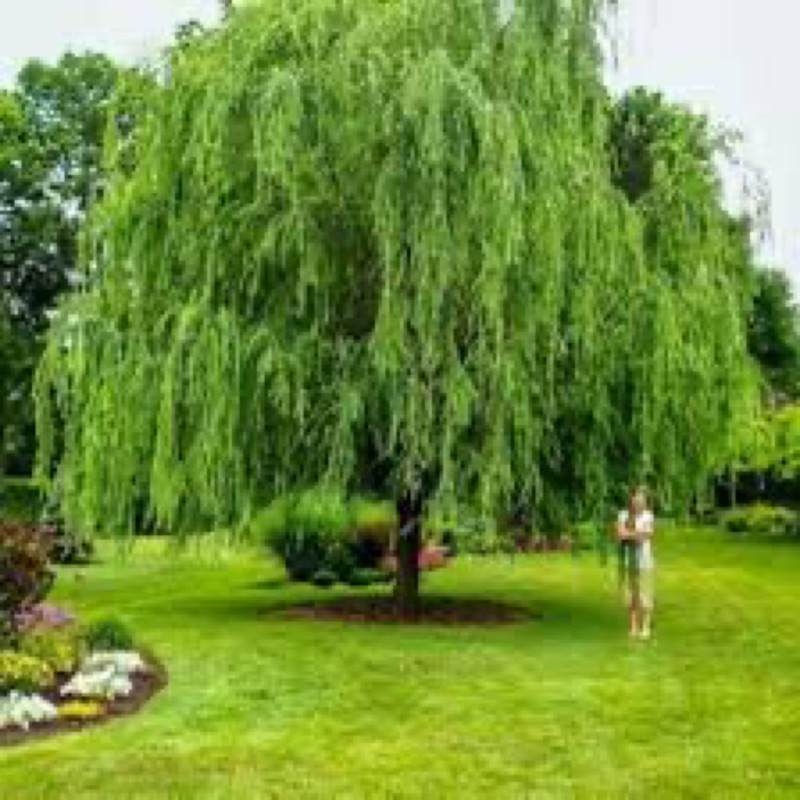 anak Pokok Janda Merana Anak Pokok Pokok Janda Merana / Weeping Willow ...