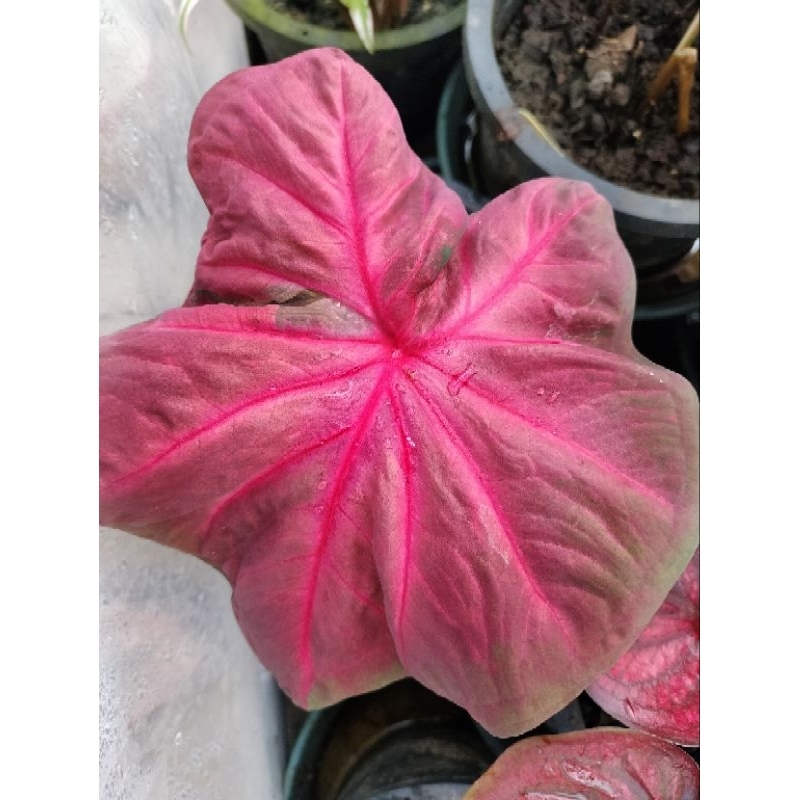 Keladi Red Jerry Fish (Caladium) – Pokok Hiasan Daun Berwarna Menarik ...