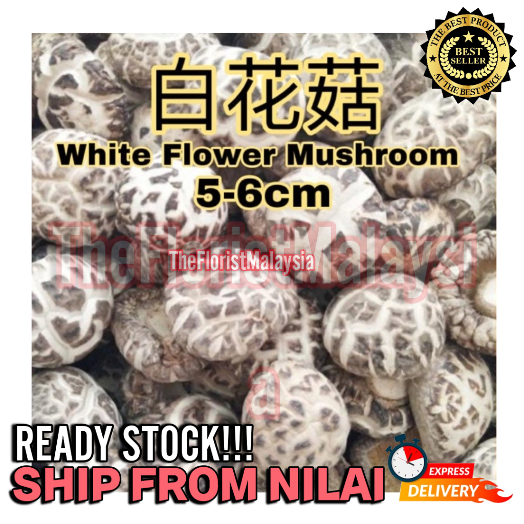 🔥𝑹𝑬𝑨𝑫𝒀 𝑺𝑻𝑶𝑪𝑲 𝑴𝑨𝑳𝑨𝒀𝑺𝑰𝑨🔥100g Dried White Flower Mushroom/ Dried Shiitake ...