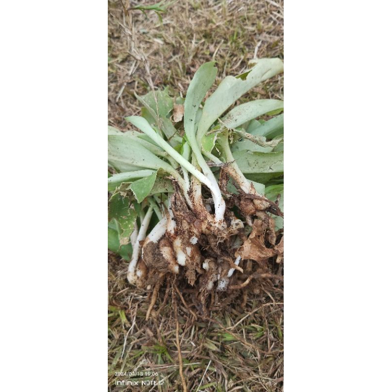 ANAK POKOK CEKUR / KENCUR SEJAMBAK (5-10 ANAK POKOK) | Shopee Malaysia