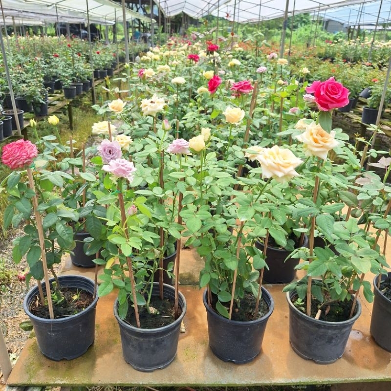 " Santhanna" Pokok Bunga rose Kampung / romantis / dekorasi bunga / pokok hidup / outdoor plant ...